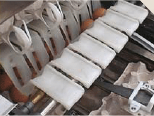 Automatic Egg Grading | MOVOSA